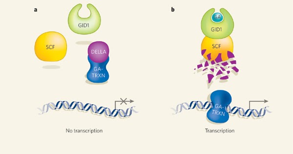 #135 Gene control in eukaryotes | Biology Notes for A level