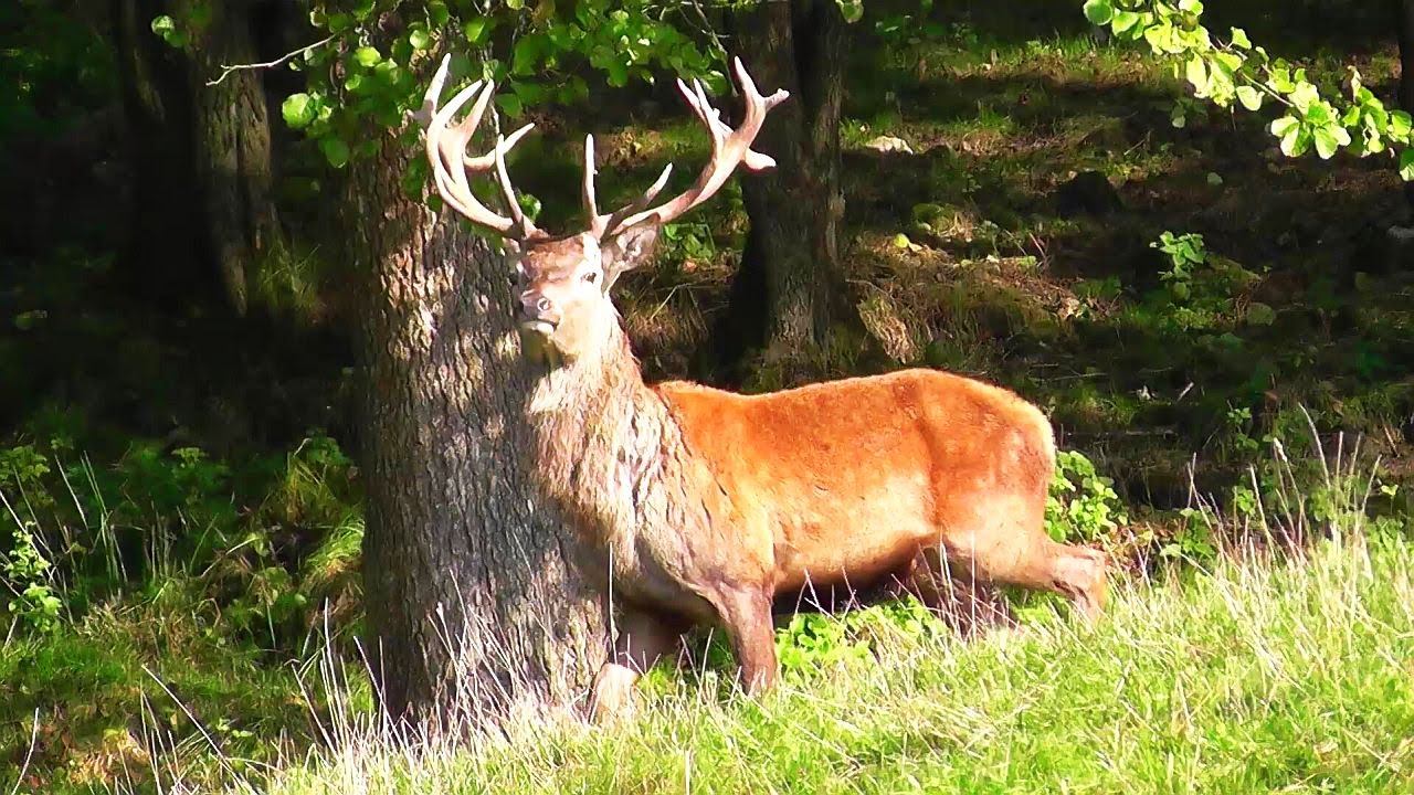 Terrierman's Daily Dose: The Thin Red (Deer) Line