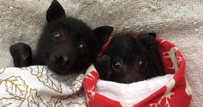 White Wolf : Little Rescued Orphan Bats Stay Cozy Wrapped Up Like ...