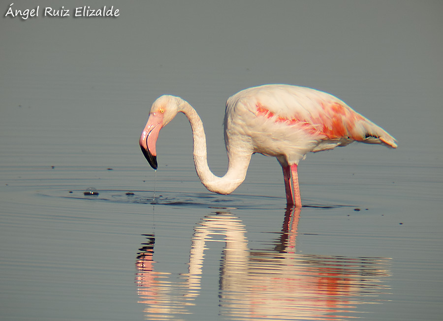Aves de la Ría de Ajo: septiembre 2011