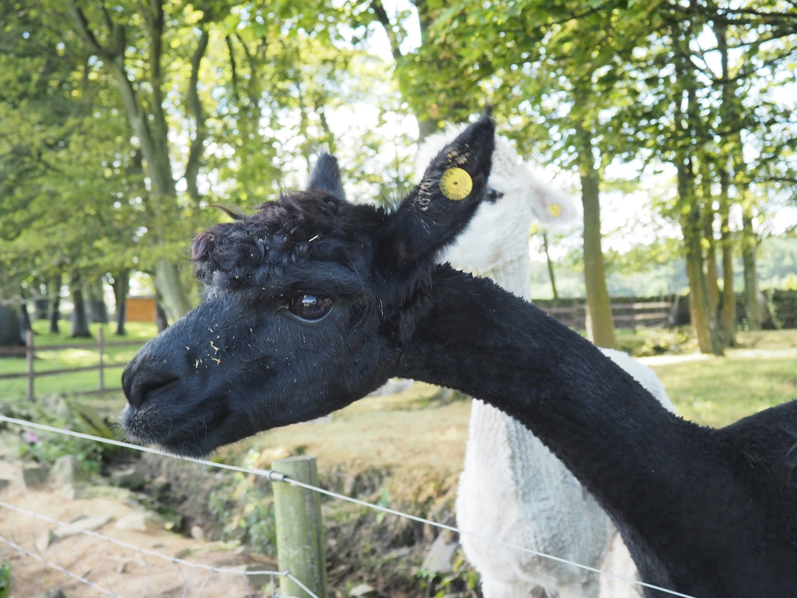 Mayfield Alpaca Farm. | Wild Flowers | Bloglovin’