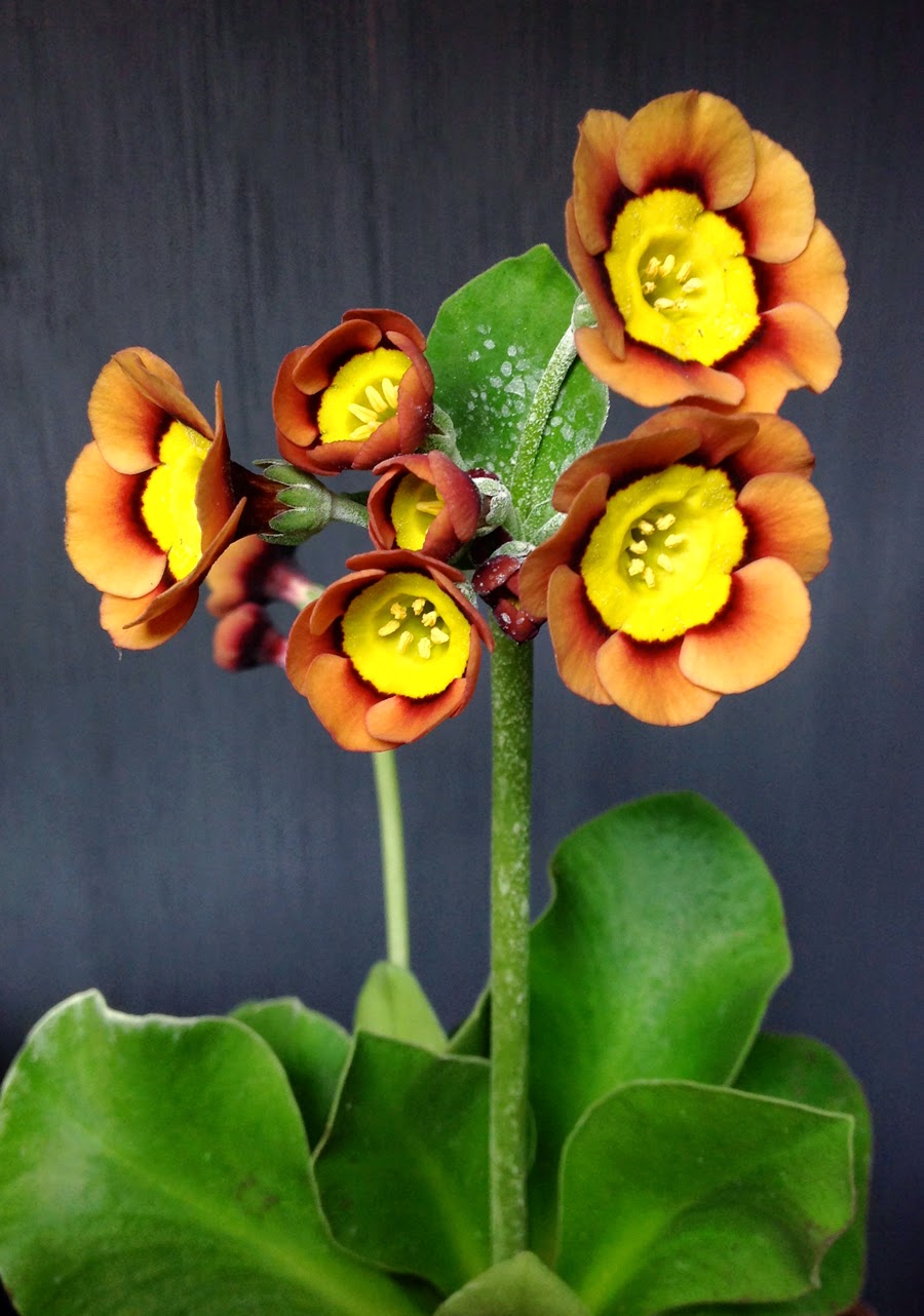 purple podded peas: 100 Flower : #031 Auriculas