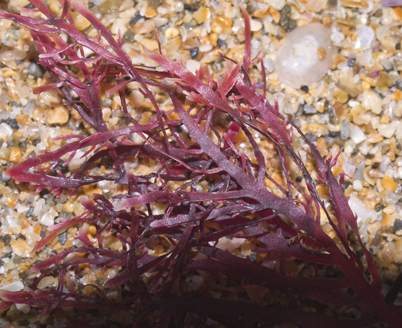 Paseos por la naturaleza: Gelidium pusillum