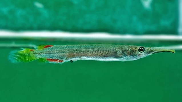 Zanotta Fish - Pet Shop & Aquarismo: Peixe – Agulhinha ou Freshwater ...