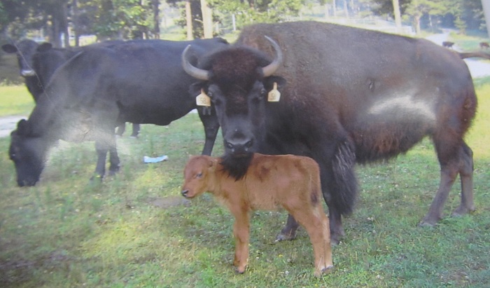 Ruthlynn's World: Beefalo