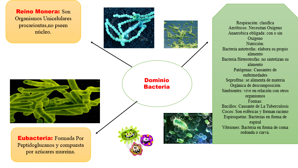 Biología : Mapa Mental #9 "Dominio Bacteria"