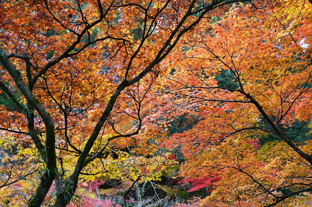 Endless Traveling Map: 7 Places to See Autumn Leaves in Kyushu, Japan