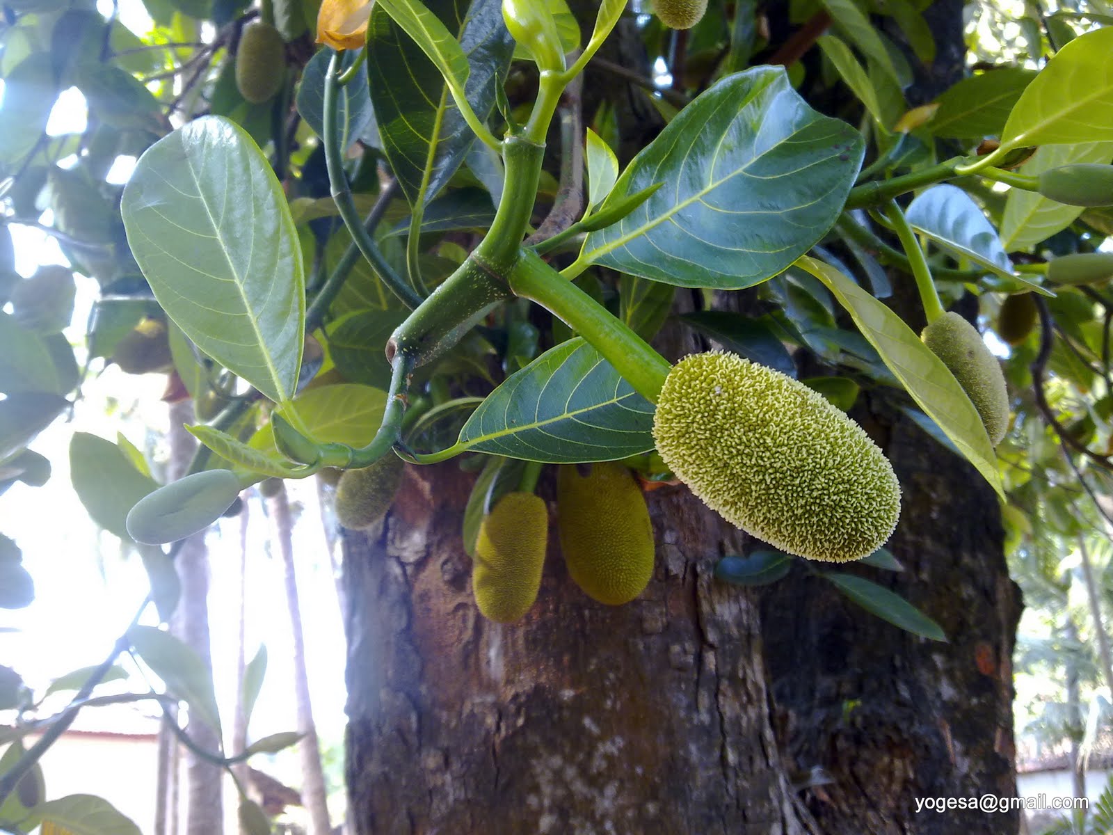 Karwar Daily Photo: Jack-fruit