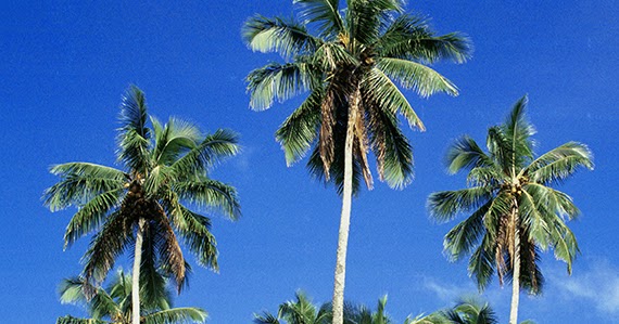 Coconut Ecomuseum: Le cocotier aux îles Cook - Cook Islands