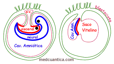 EMBRIOLOGIA UCC: SEGUNDA SEMANA DE DESARROLLO