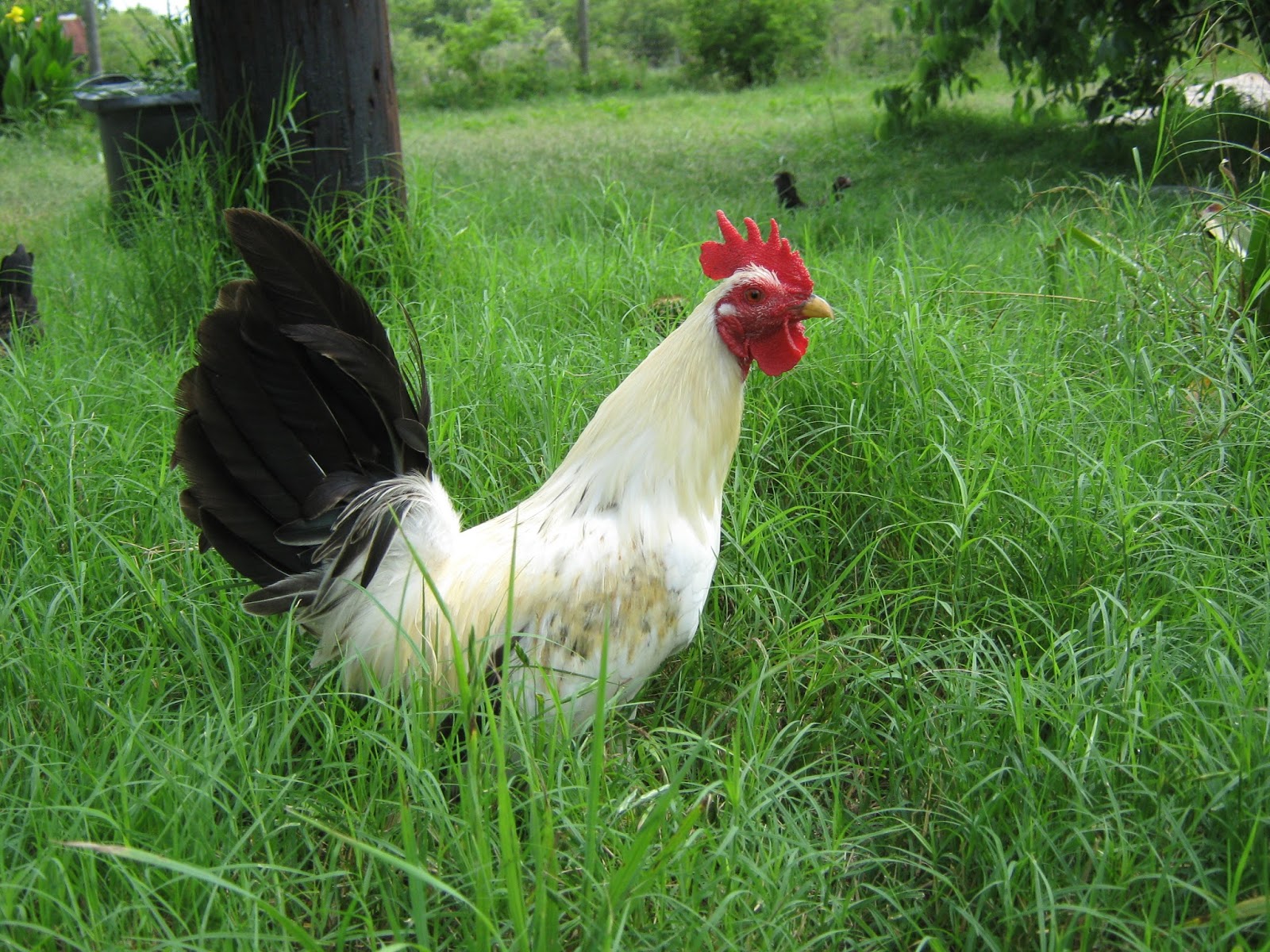 Everything Under the Sun.: Malaysian Serama Bantam Chickens