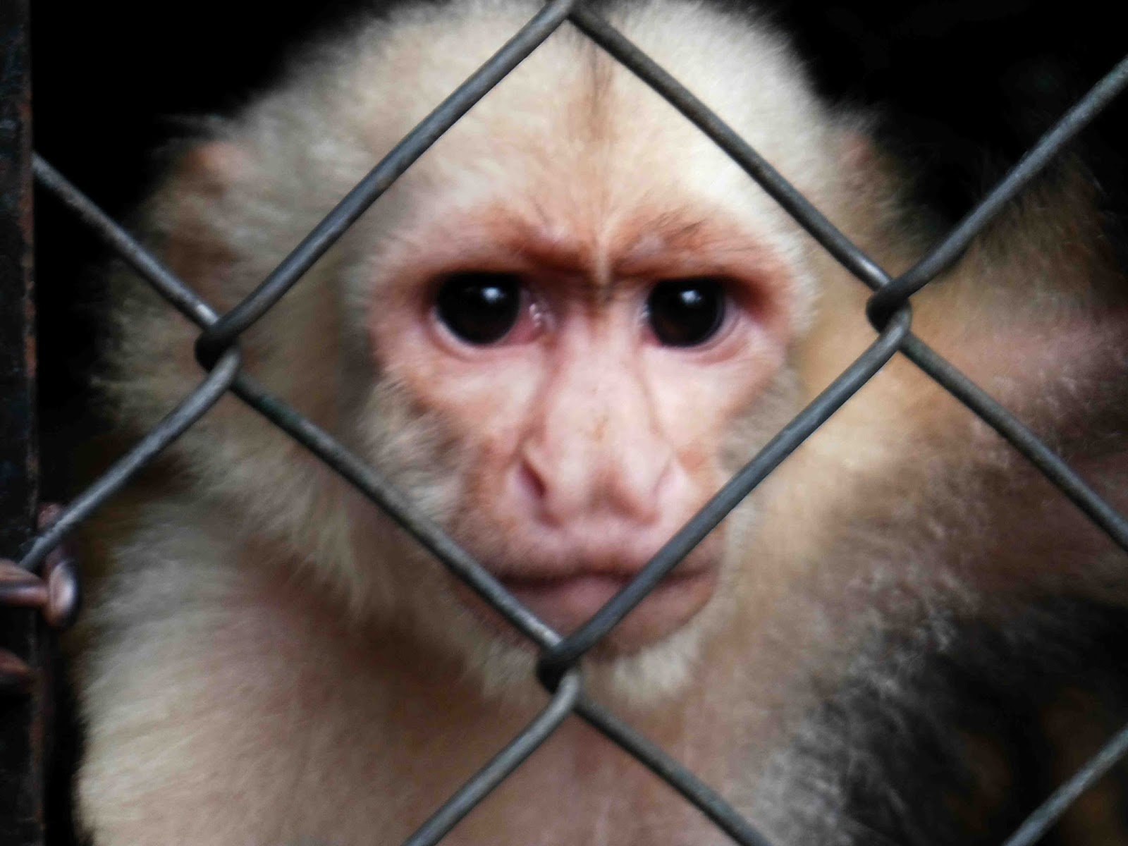 MokaKat Sailing: MokaKat Haul-out and Splash - Abel's Marina, Rio Dulce ...