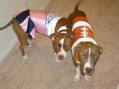 Life's the Pits... Bulls that is: Halloween Costumes for Pit Bulls