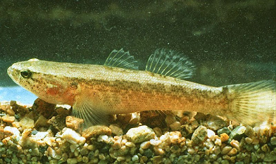 Catalogue of Organisms: Sleepers