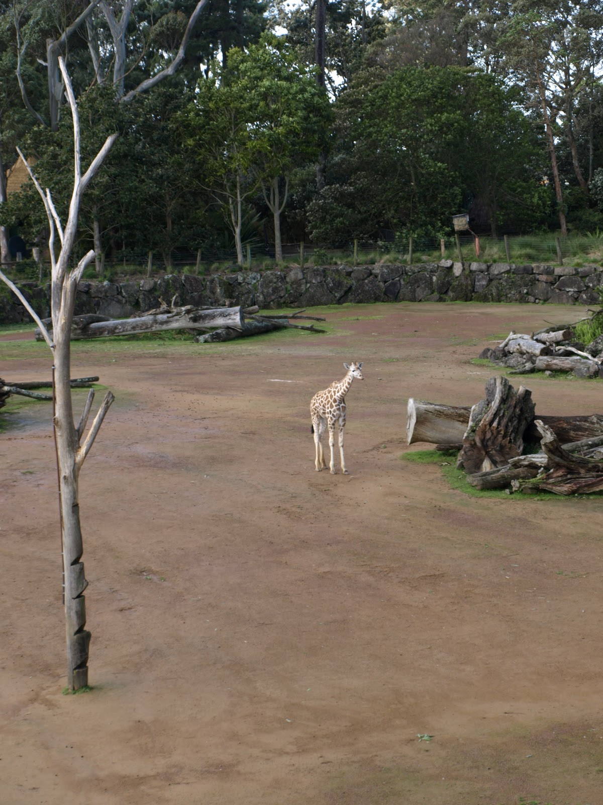 America's Angel: New Zealand Zoo:)