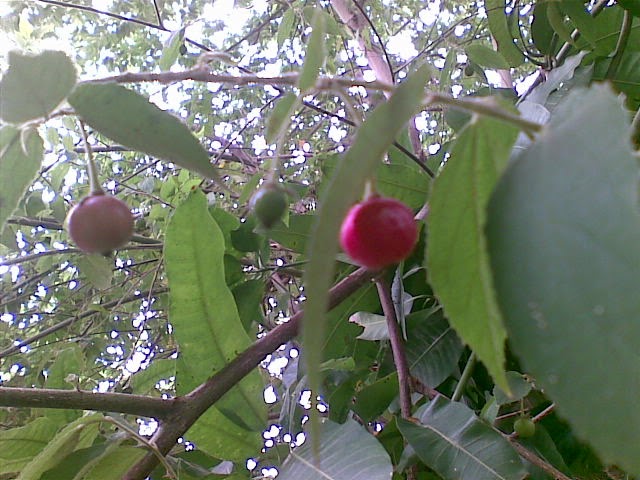 Manfaat Buah Talok atau Kersen : di Balik Buah Kersen terdapat Manfaat ...