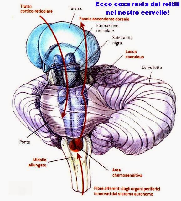 Didattica e Cervello: Paul McLean, i tre cervelli della nostra mente!