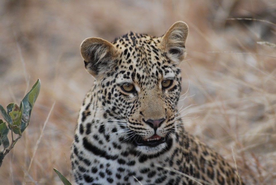 The Great Wildebeest Migration: The Big Five - Leopard ...