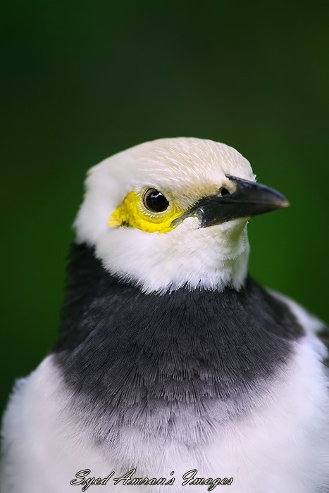 Agar Aku Tidak Lupa: BIRDS AT THE PARK