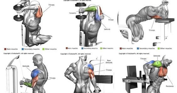 Tricep exercises ~ Fitnessourcetips