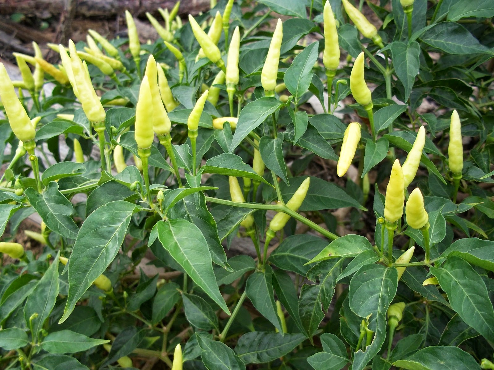 Tanaman Halia: Tanaman Cili Padi dalam Polybag dan ditanah.