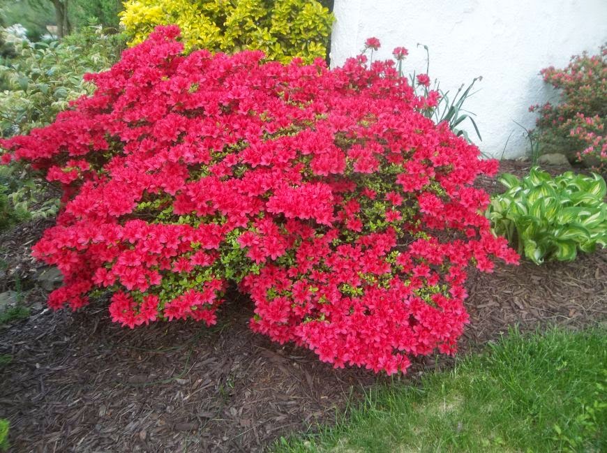 Future Plants by Randy Stewart: Azaleas -Evergreen Hybrids