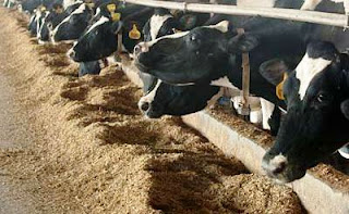 MEDIA KITA: PROPOSAL USAHA PAKAN TERNAK RUMINANSIA