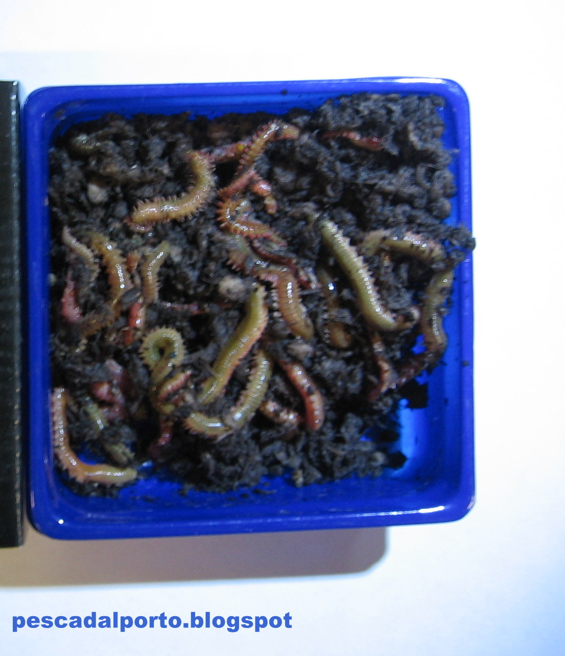 PESCA DAL PORTO: Pescare Con Il Coreano