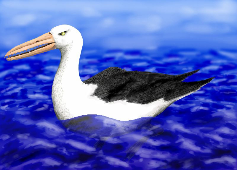 pelikansılar - BilginCin