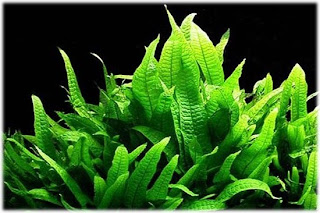 Mirando el agua: Helecho de java