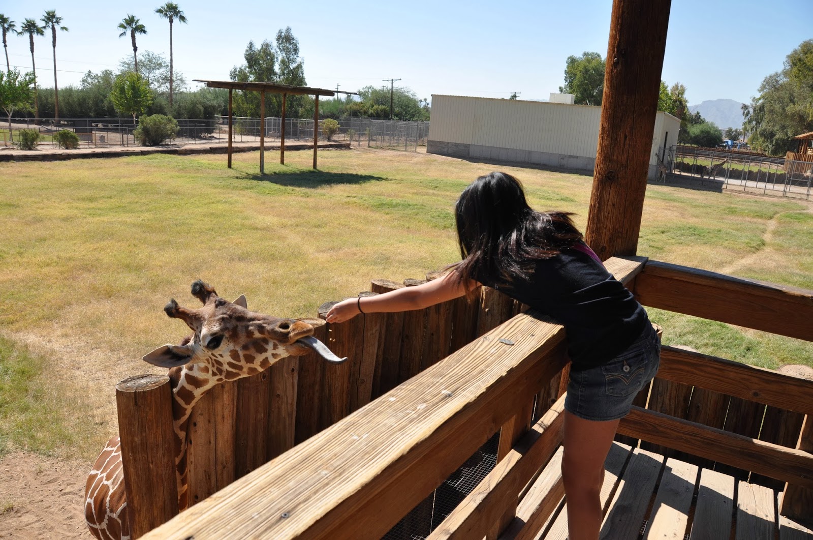 Life with Lauren: Fall Break - Wild Animal Zoo