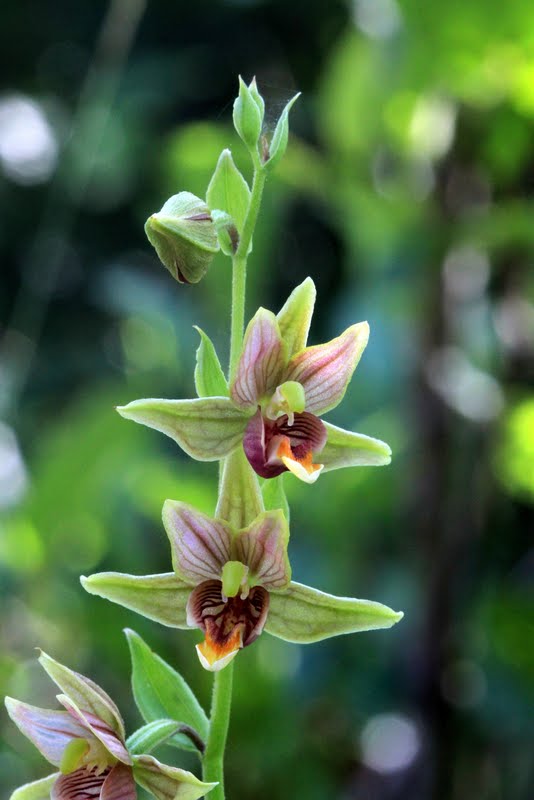 Native Orchids of the Pacific Northwest and the Canadian Rockies ...