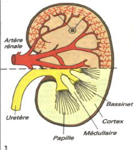 [SVI-S5] - Résumé du Cours de la physiologie rénale - SVI-MAROC