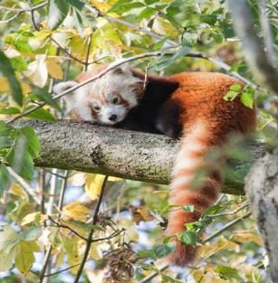 Remind me: Red Panda Adaptations