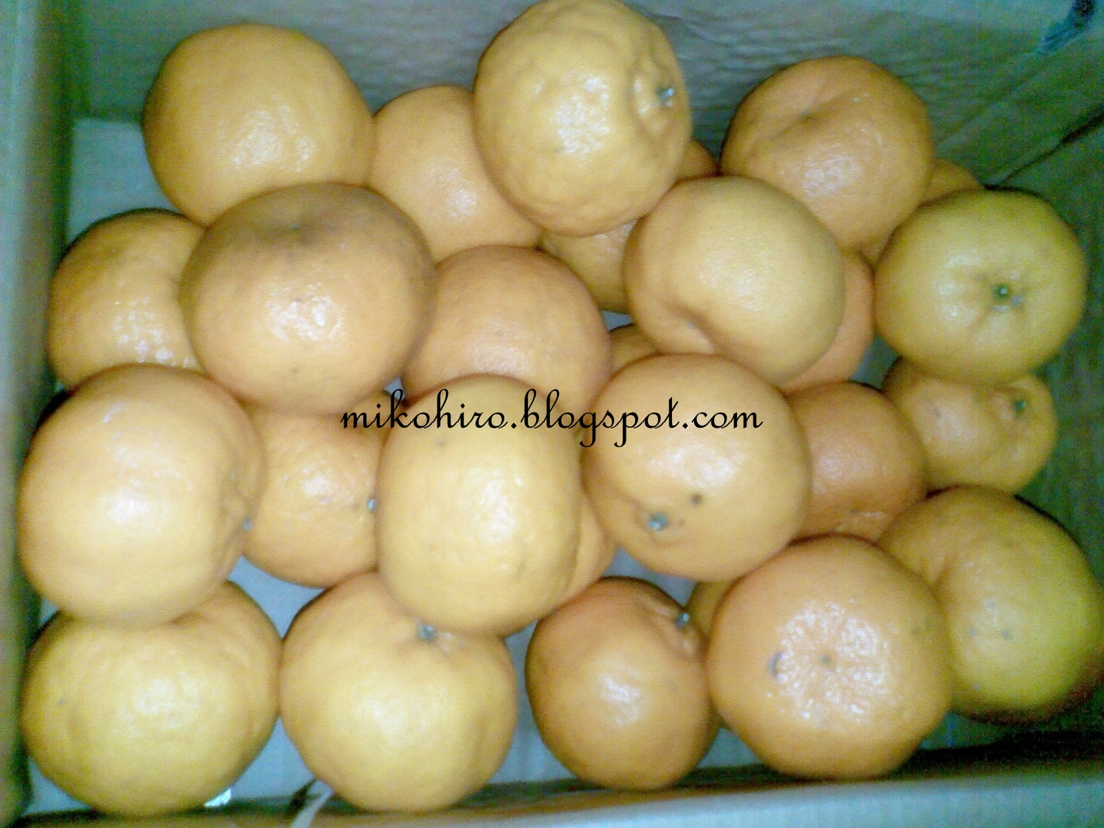 danau kasih: limau mandarin Tahun Baru cina from Honda HMSB