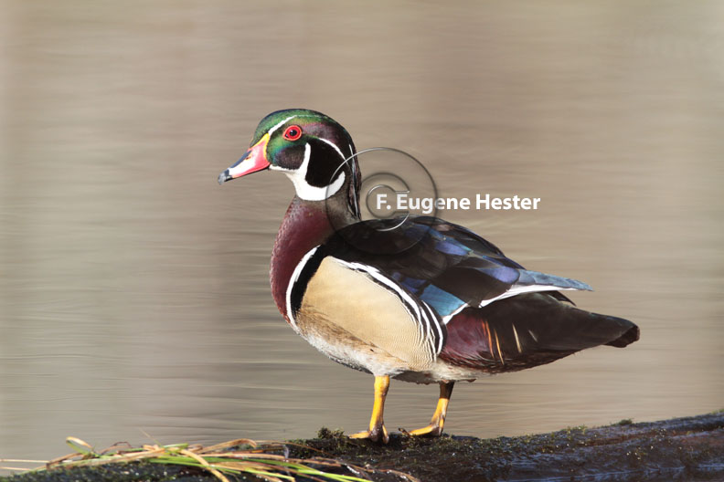 F. Eugene Hester’s Wildlife Photography: Waterfowl