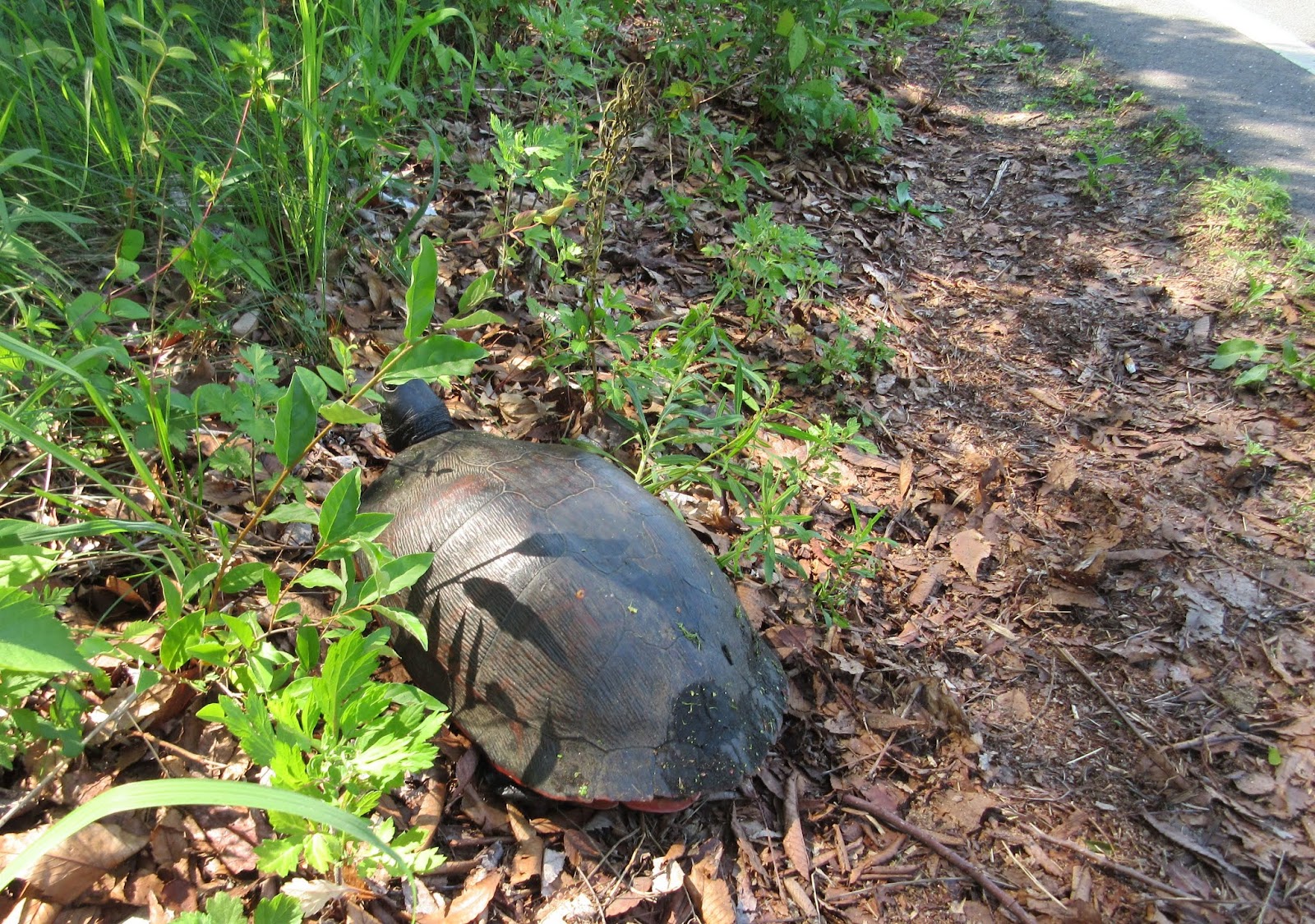 Princeton Nature Notes: Turtle Rescue at NJ MVC