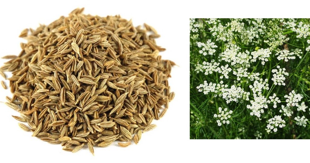 Know Thy Samurai: Cumin and similar spices