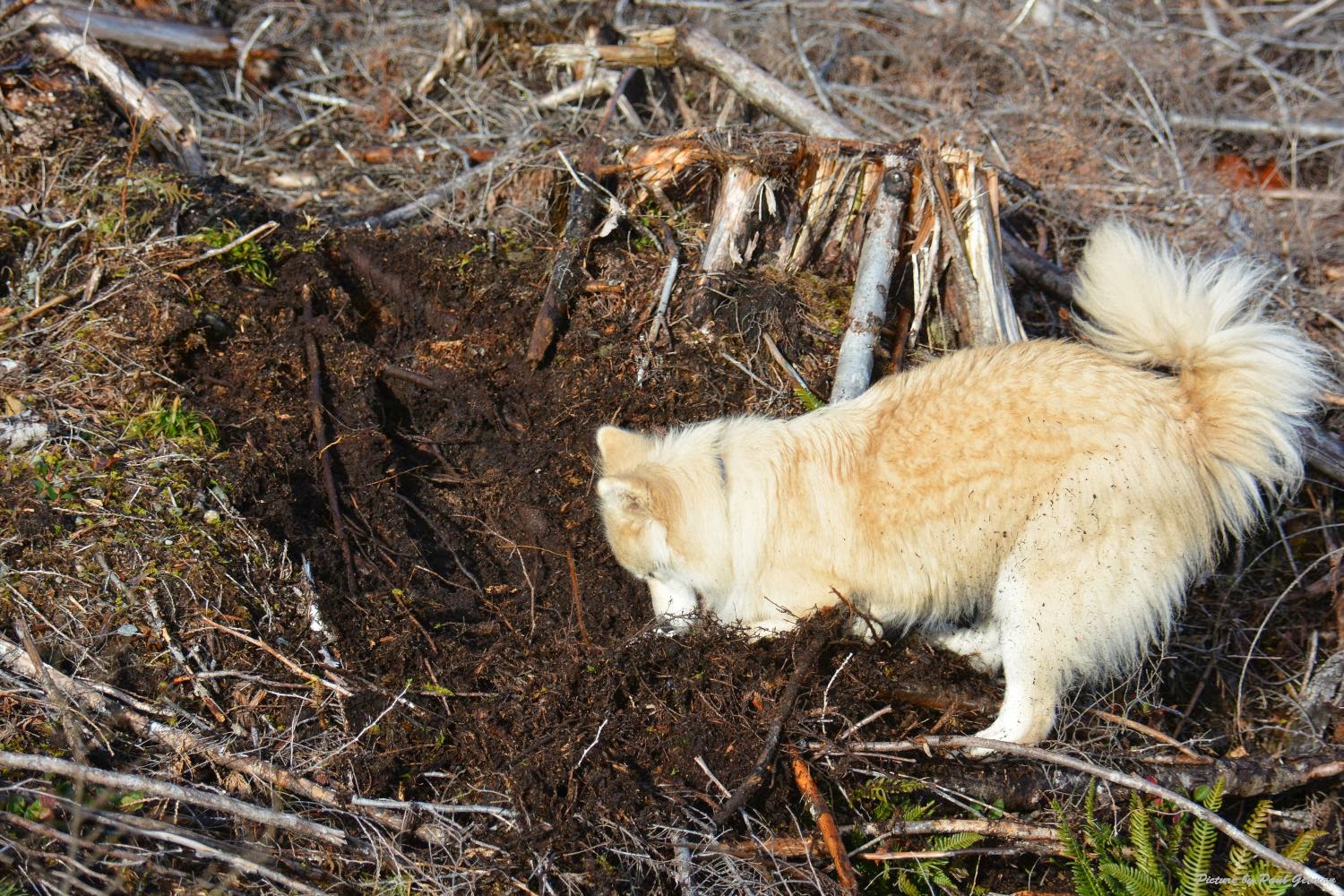 Shutterbugs Capturing the World Around Us: Wolf nest 101. The fine art ...