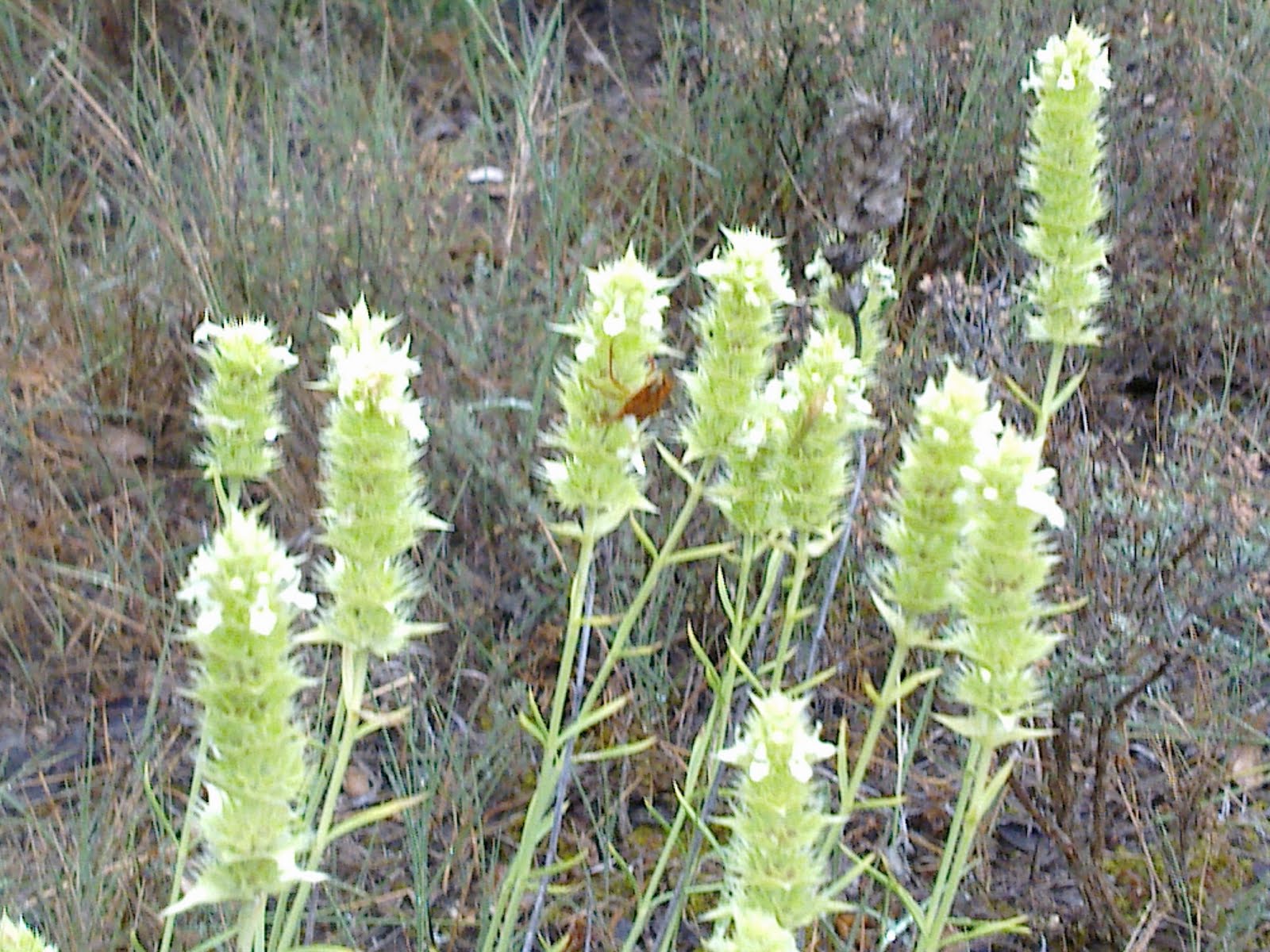 EN EL MONCAYO: Te de Monte (Syderitis pungens )