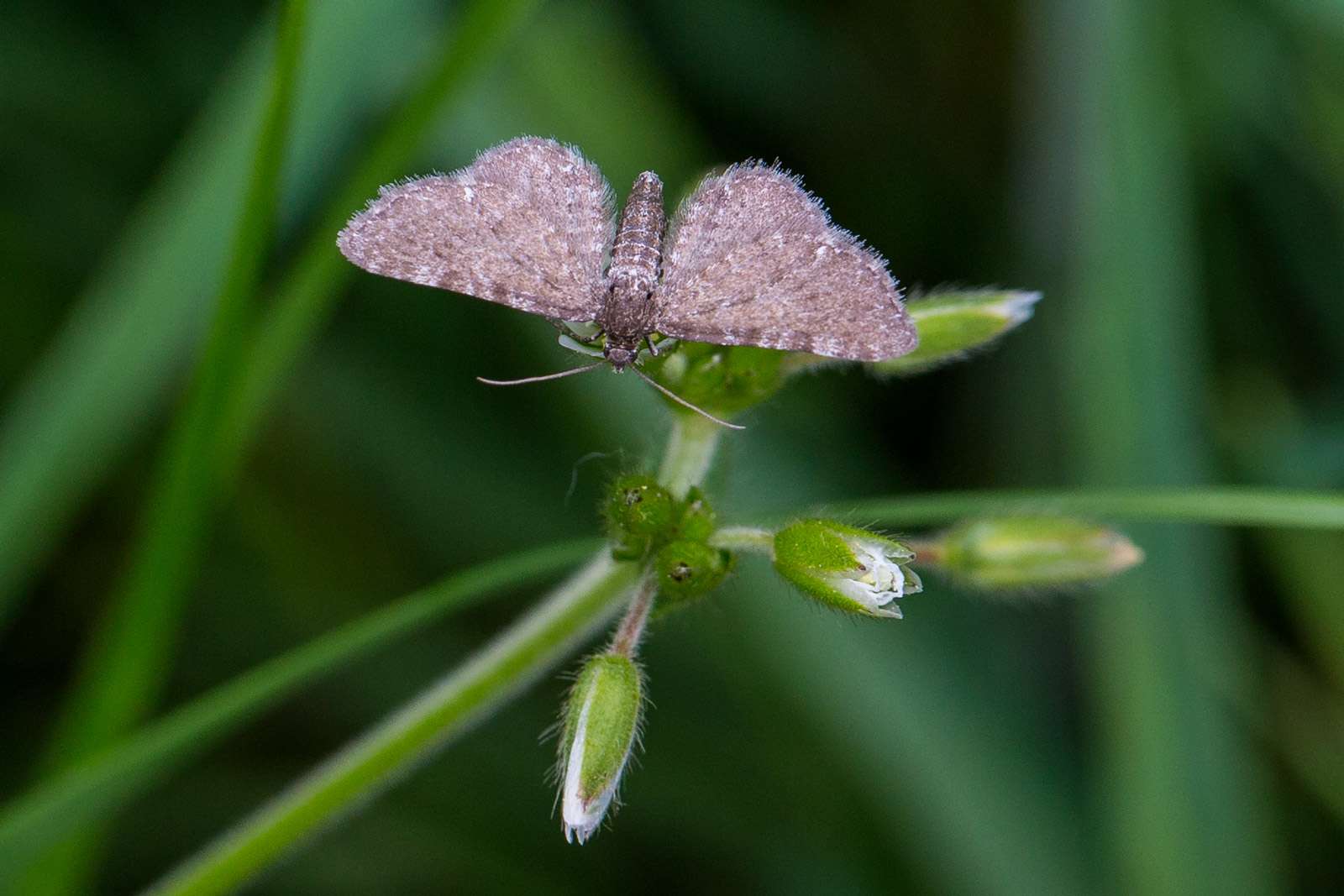 Darley Dale Wildlife: Marsh Pug and other day flying moths of the ...