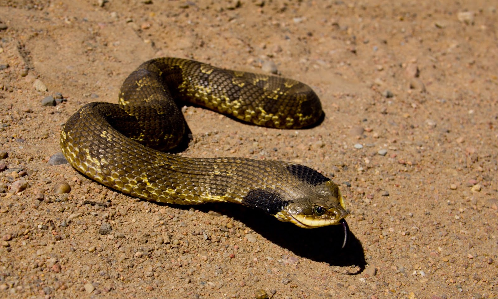 The Kansas Outback: Sensational Serpent