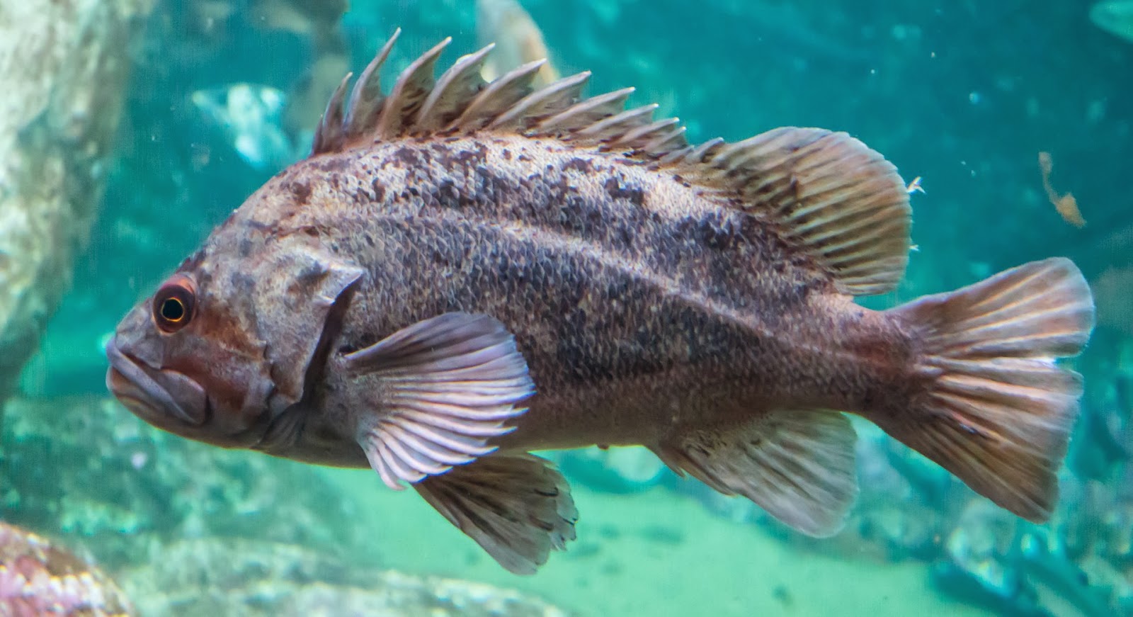 Excursionistas2: Sidetracked in Seattle