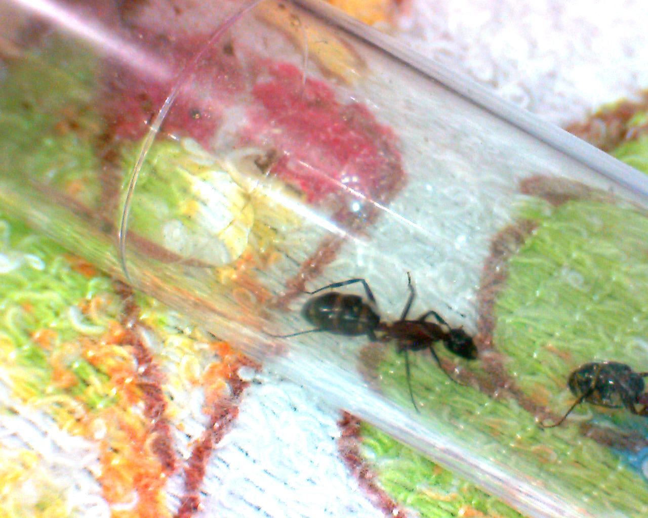 Adoro Formigas: Camponotus Ligniperda - Nasceram mais 2 operárias