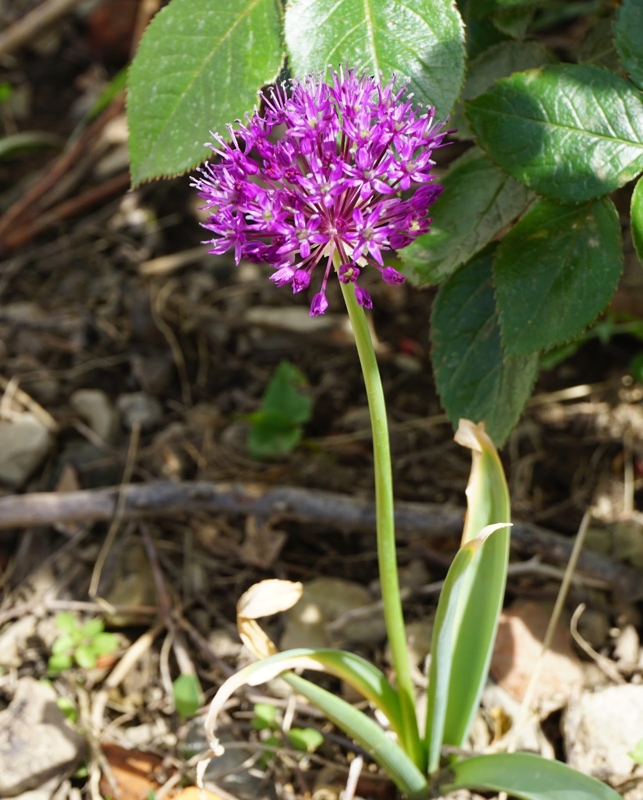 Plantas de Huerta Otea, Salamanca: Ajo ornamental (Allium aflatunense)