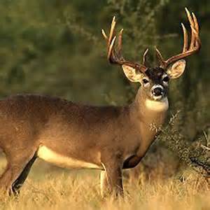 Animales en Peligro de extinción en Mexico: EL VENADO COLA BLANCA