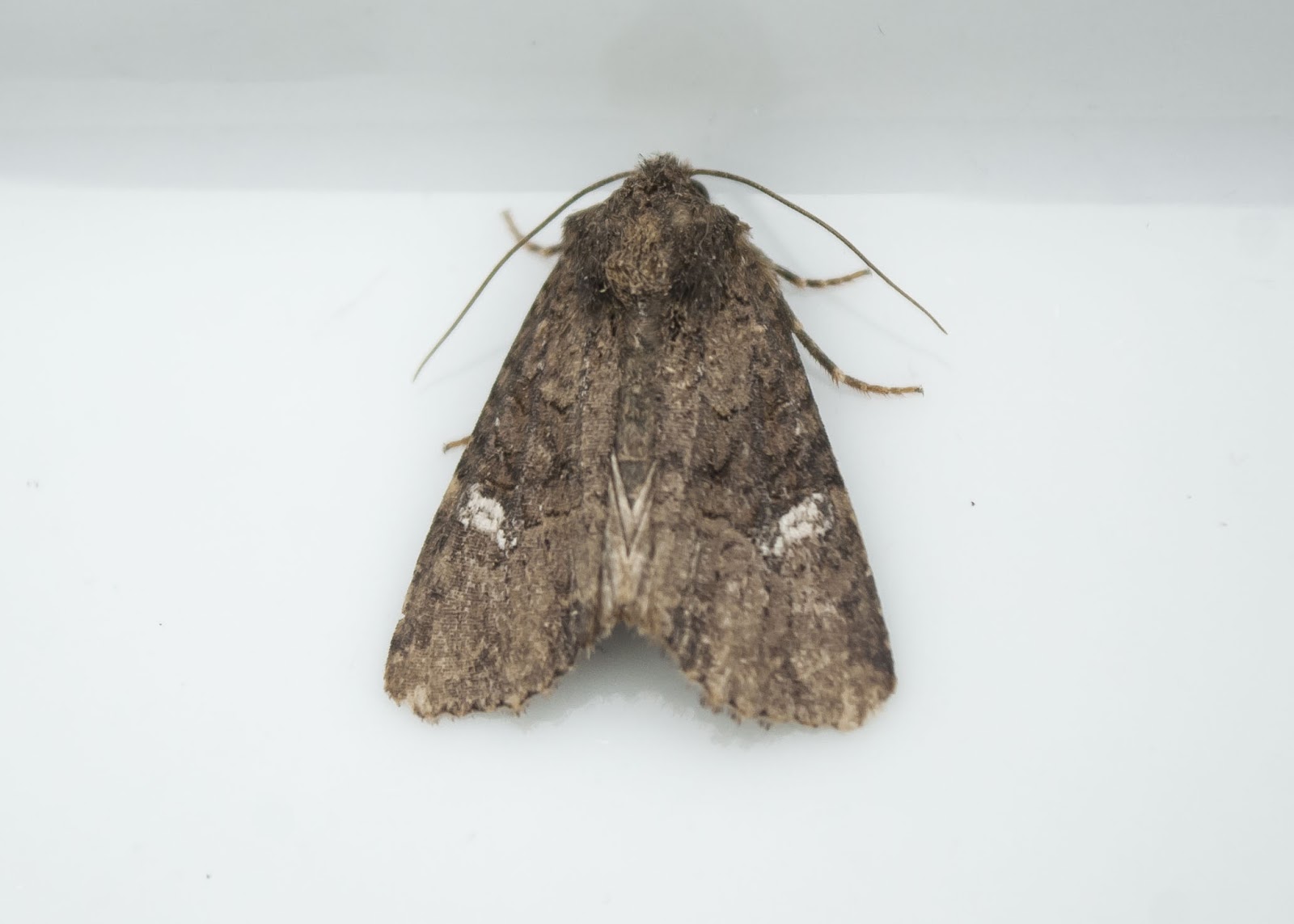 Ornithological Idiocy: Mothageddon