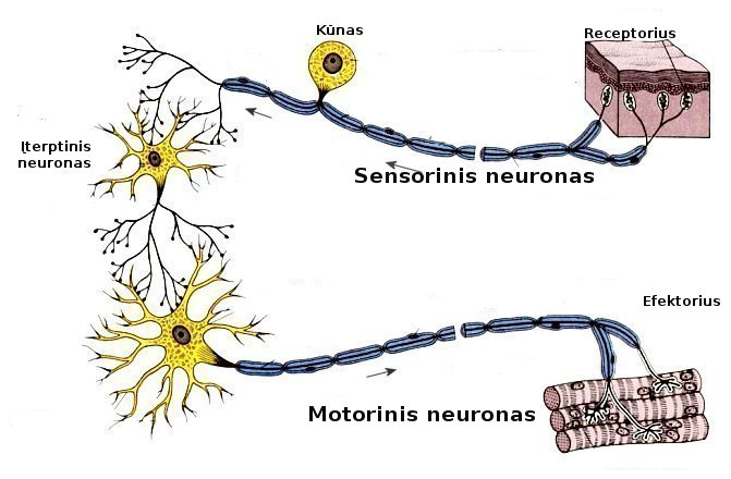 Smegenys kitaip : Neuronai - funkcijos ir sandara. Pagrindinės sąvokos.