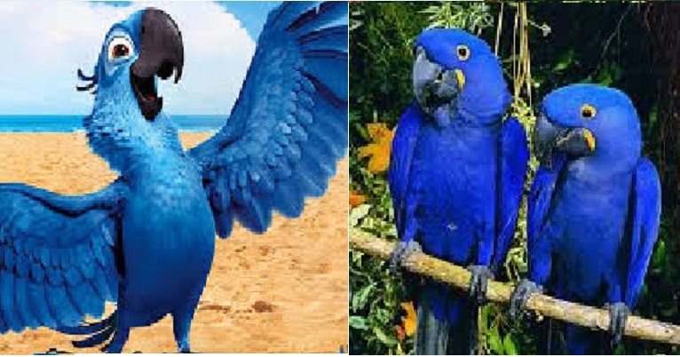 El ave azul que inspiró la película 'Río' se ha extinguido | Entre Veredas