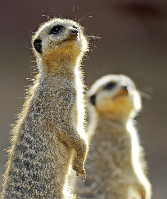 The Meerkat - Sun Angel of Africa | The Ark In Space